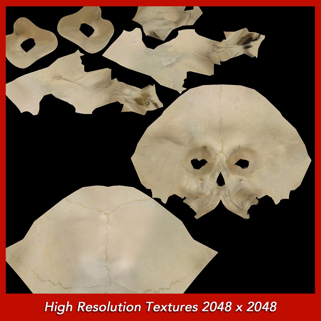 Human Male Skeletal Body Fbx