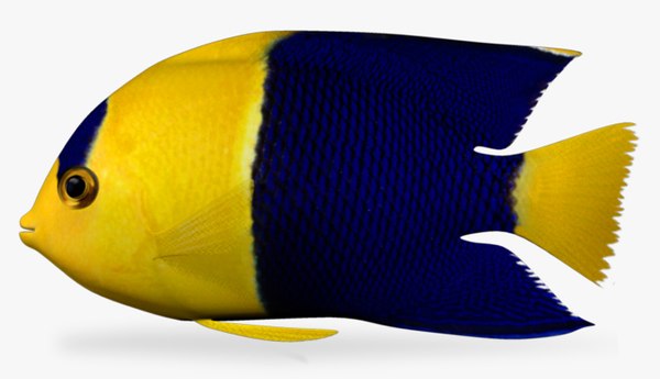 3d model luxilus cardinalis cardinal shiner