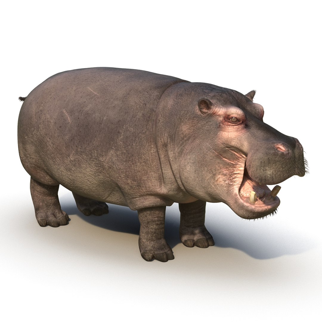 Hippopotamus 2 Fur Max
