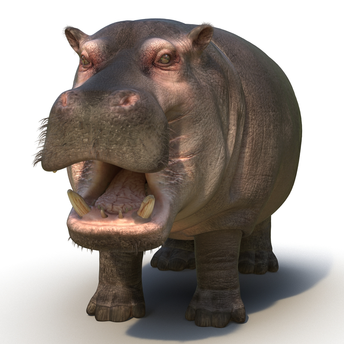 hippopotamus 2 fur max