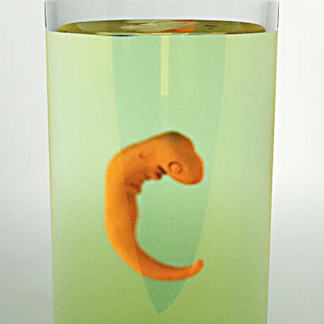3ds max fish embryo