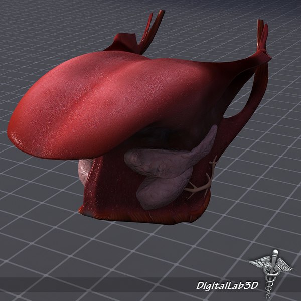 modelo 3d Anatomia de la lengua humana - TurboSquid 524829