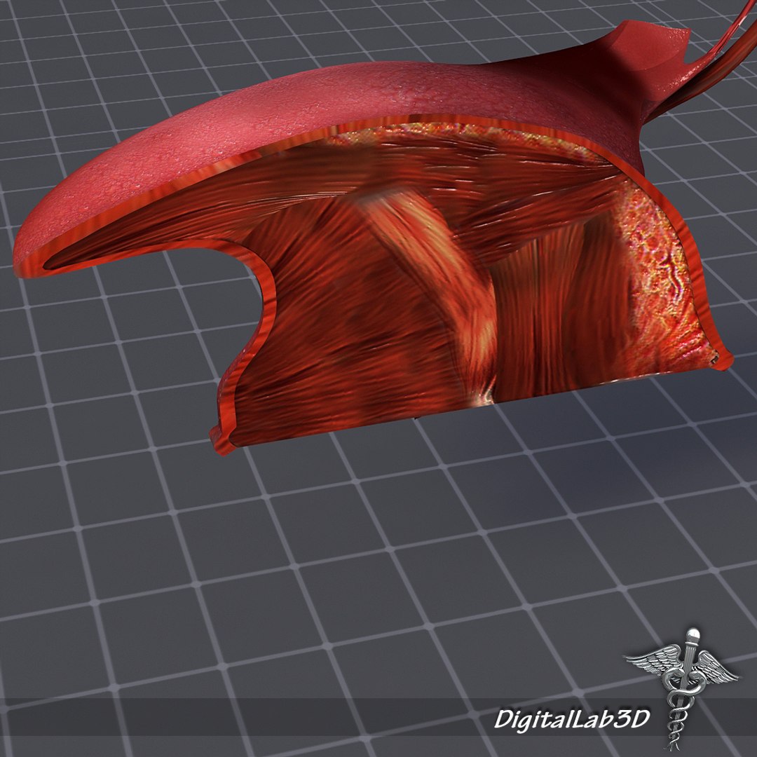Human Tongue Anatomy Muscle 3d 3ds