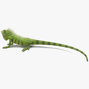 Rigged And Low Poly Lizard Maya 3D Models For Download | TurboSquid