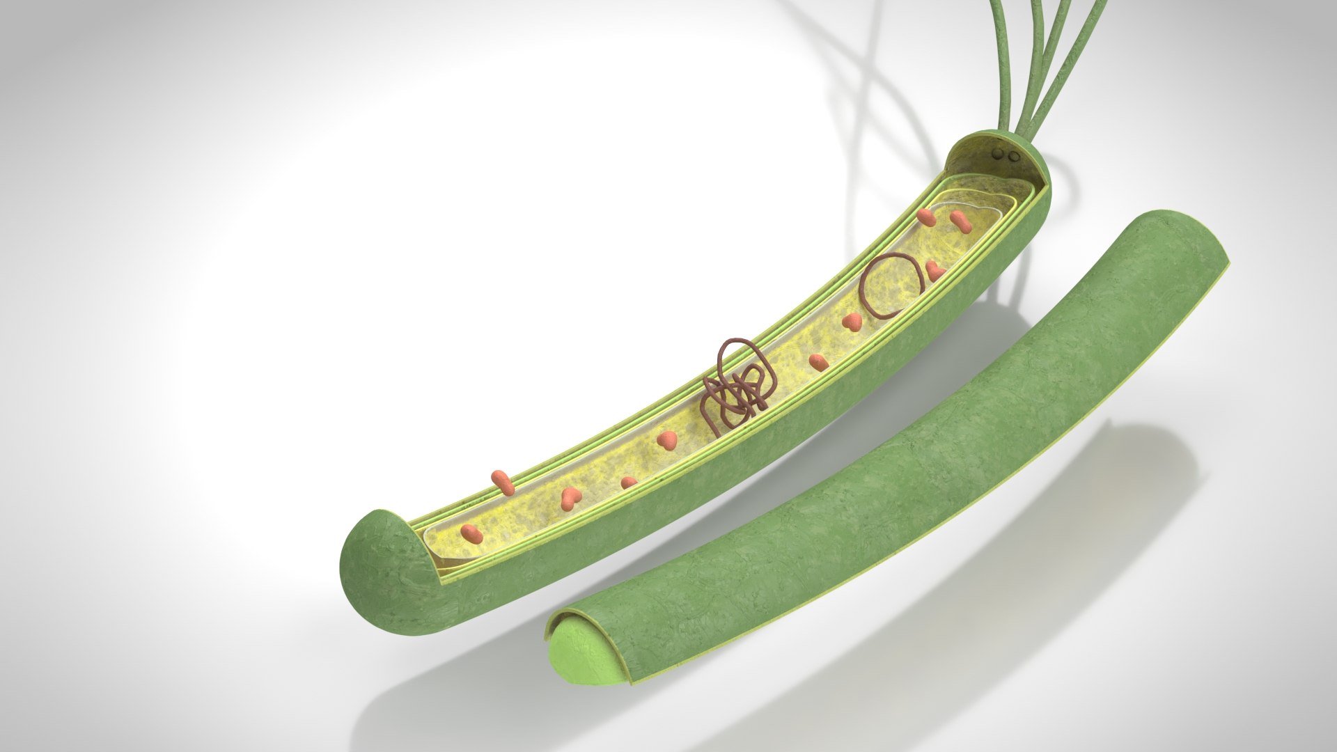 Prokaryotic Structure 3D - TurboSquid 1975619