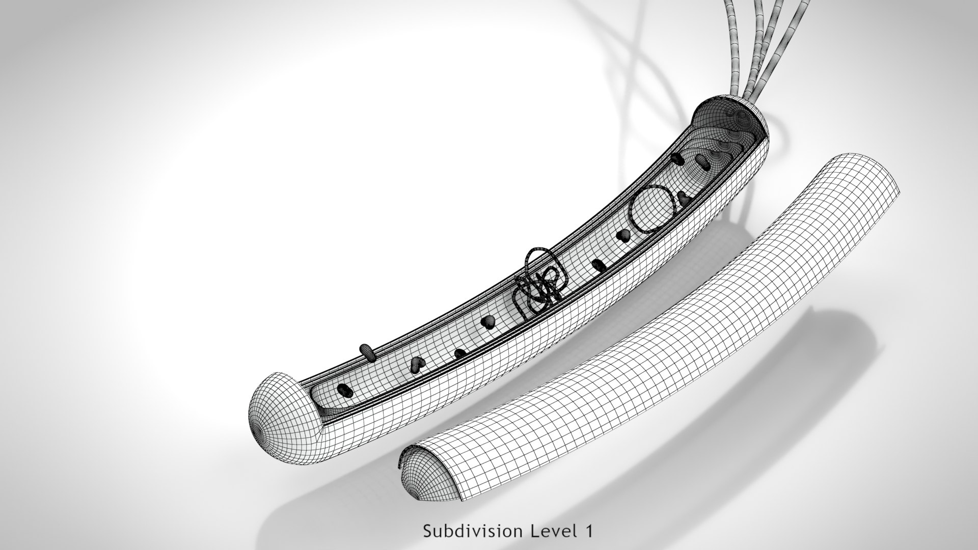 Prokaryotic Structure 3D - TurboSquid 1975619