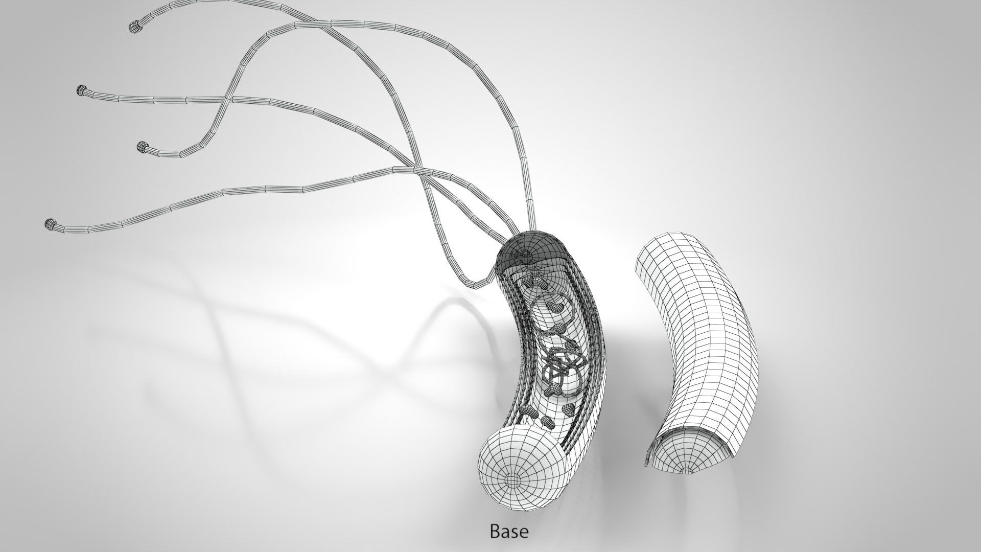 Prokaryotic Structure 3D - TurboSquid 1975619