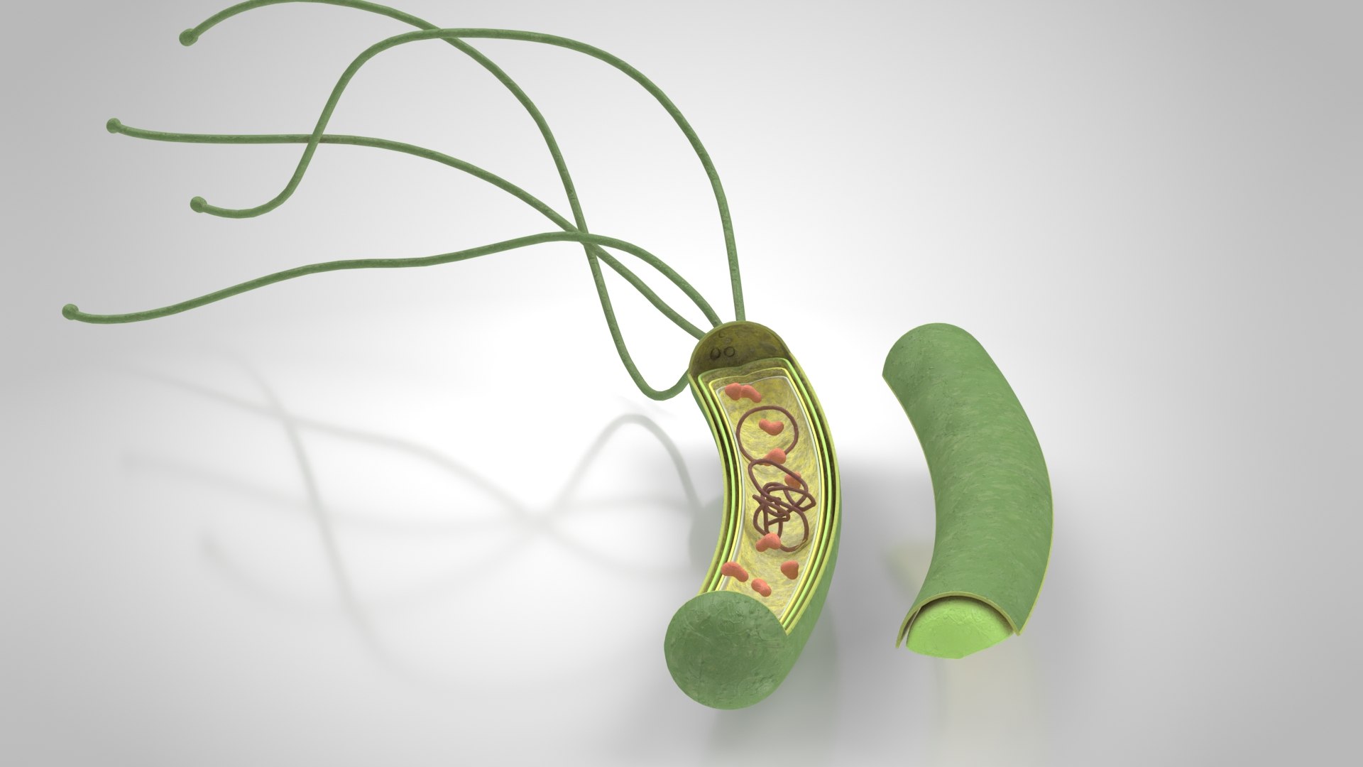 Prokaryotic Structure 3D - TurboSquid 1975619