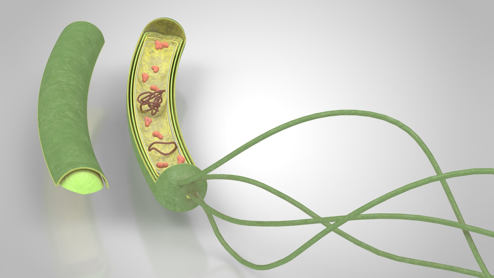 Prokaryotic Structure 3D - TurboSquid 1975619