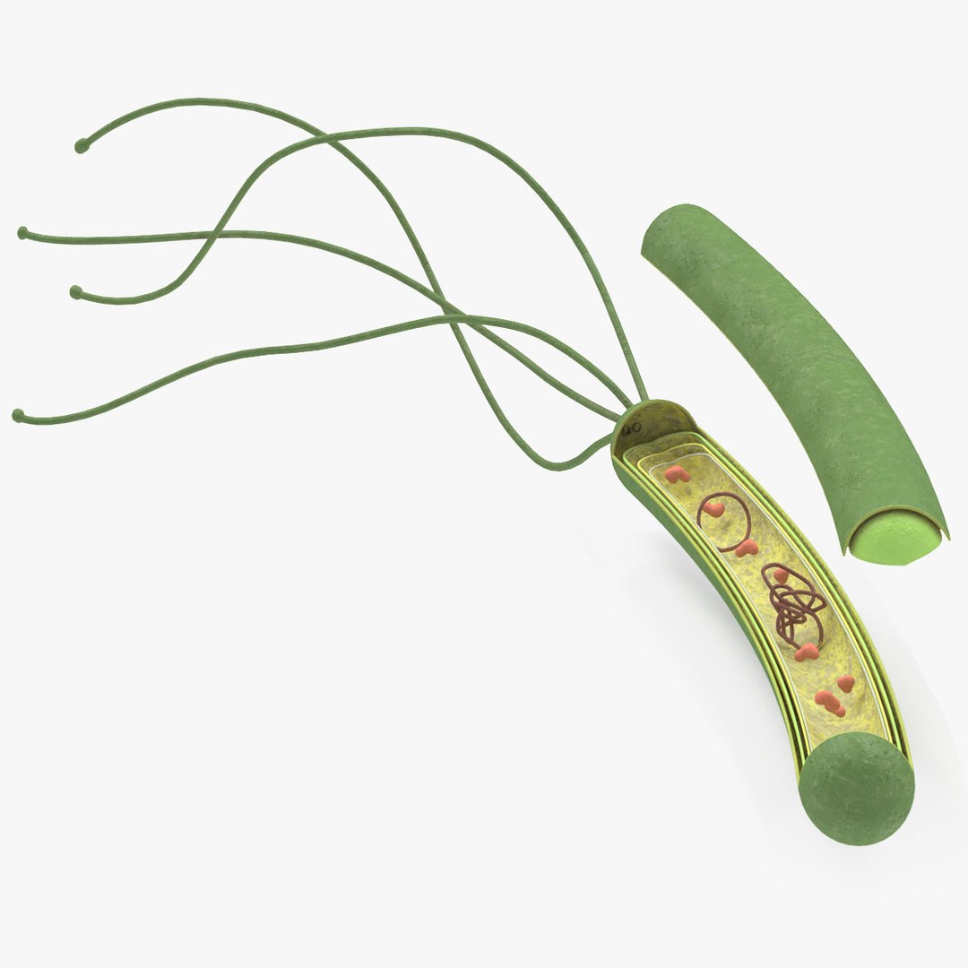 Prokaryotic structure 3D - TurboSquid 1975619