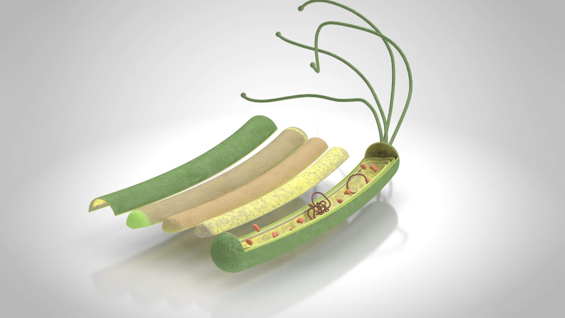 Prokaryotic Structure 3D - TurboSquid 1975619