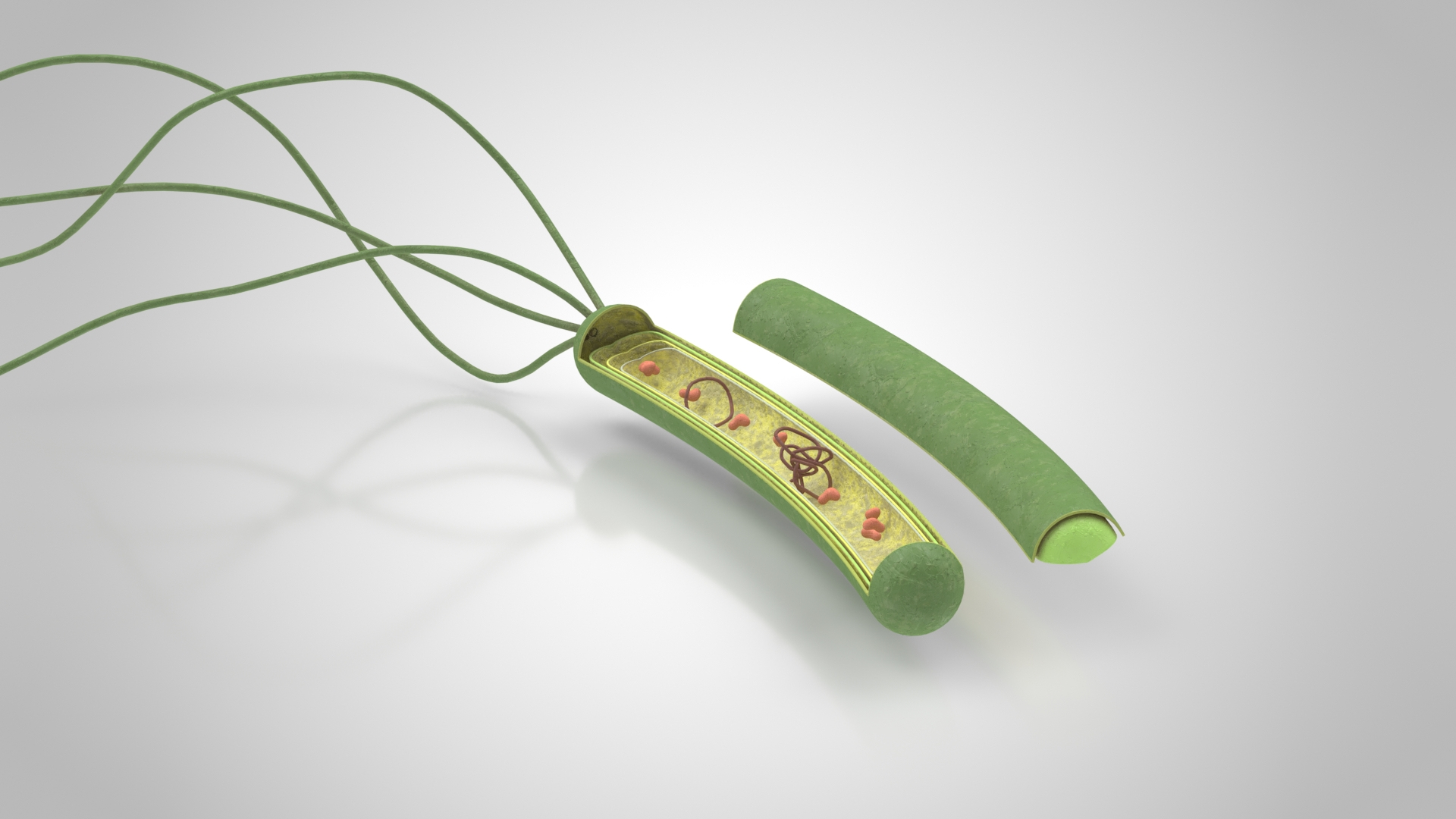 Prokaryotic Structure 3D - TurboSquid 1975619