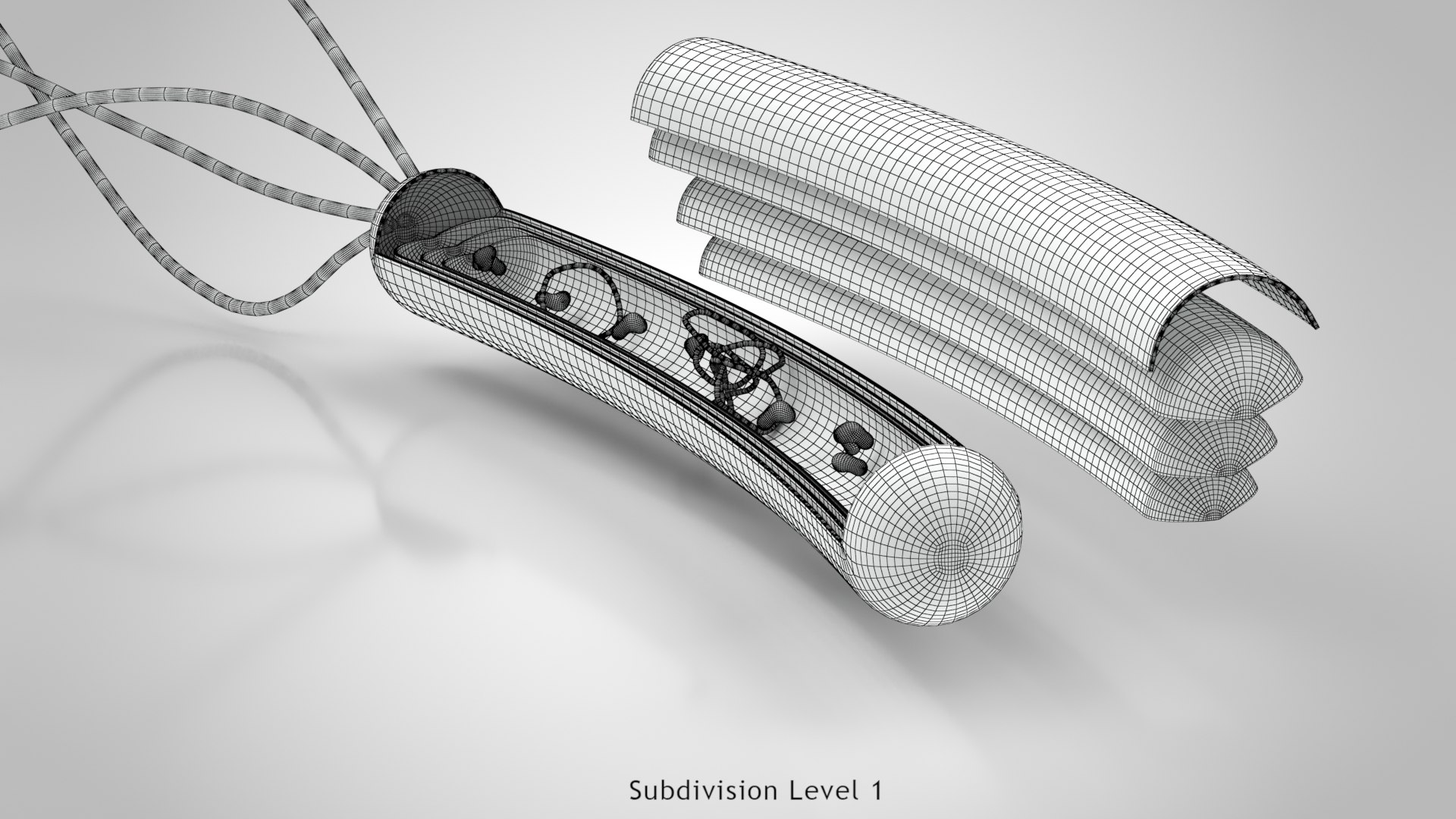 Prokaryotic Structure 3D - TurboSquid 1975619