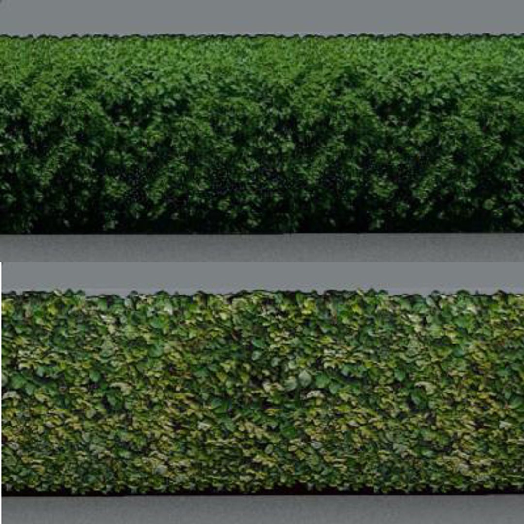 hedge 3d model