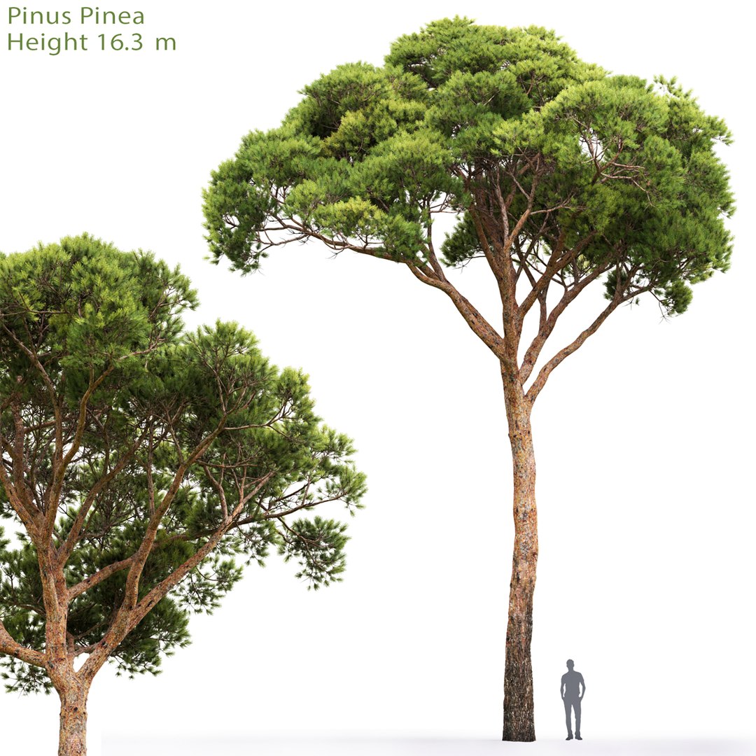 3D Pine Tree - TurboSquid 1694752