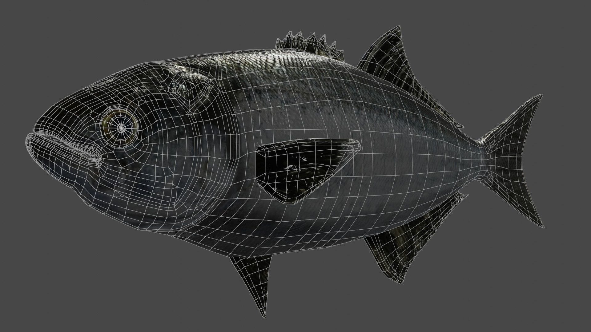 Fish 3D Model - TurboSquid 1826358