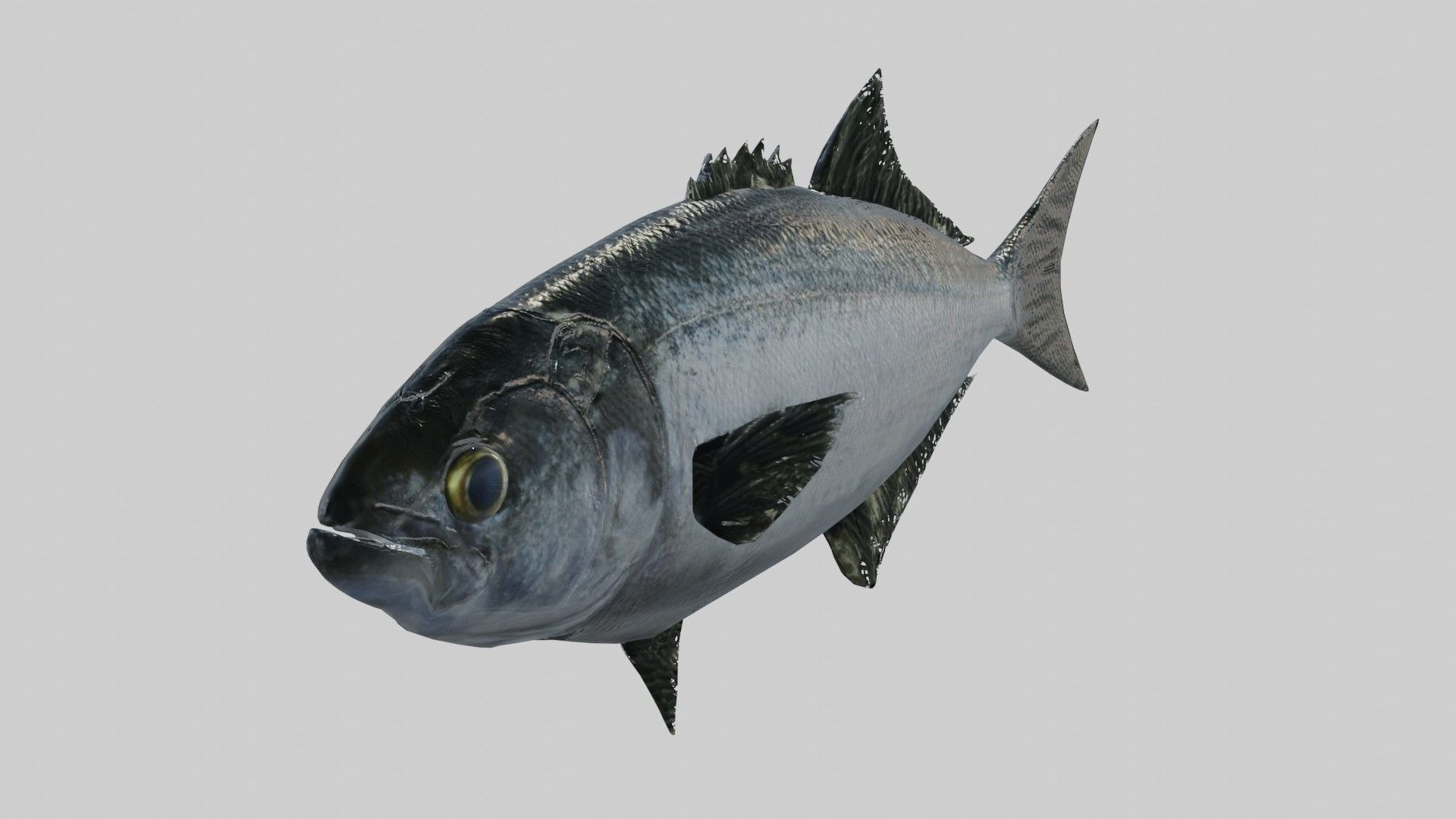 Fish 3D Model - TurboSquid 1826358