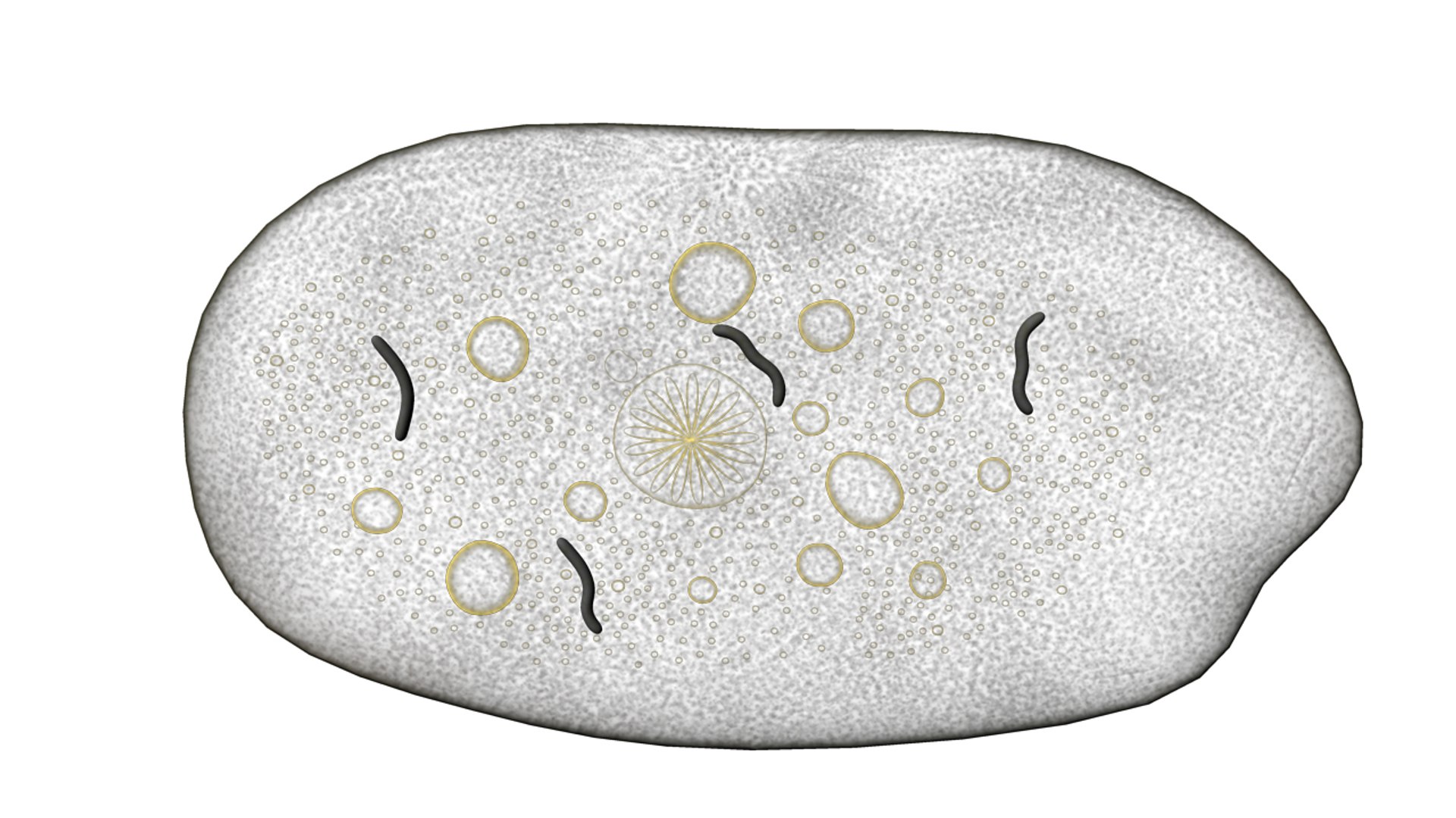 Entamoeba Histolytica Obj