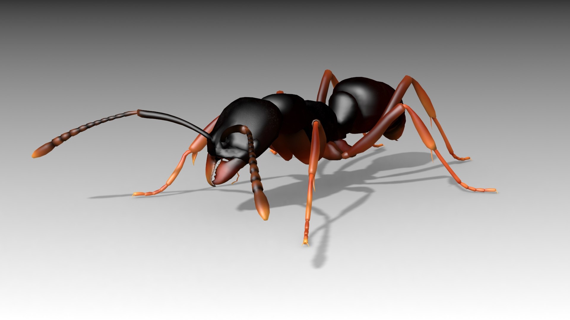 Asian Needle Ant Animations Model - TurboSquid 1380573