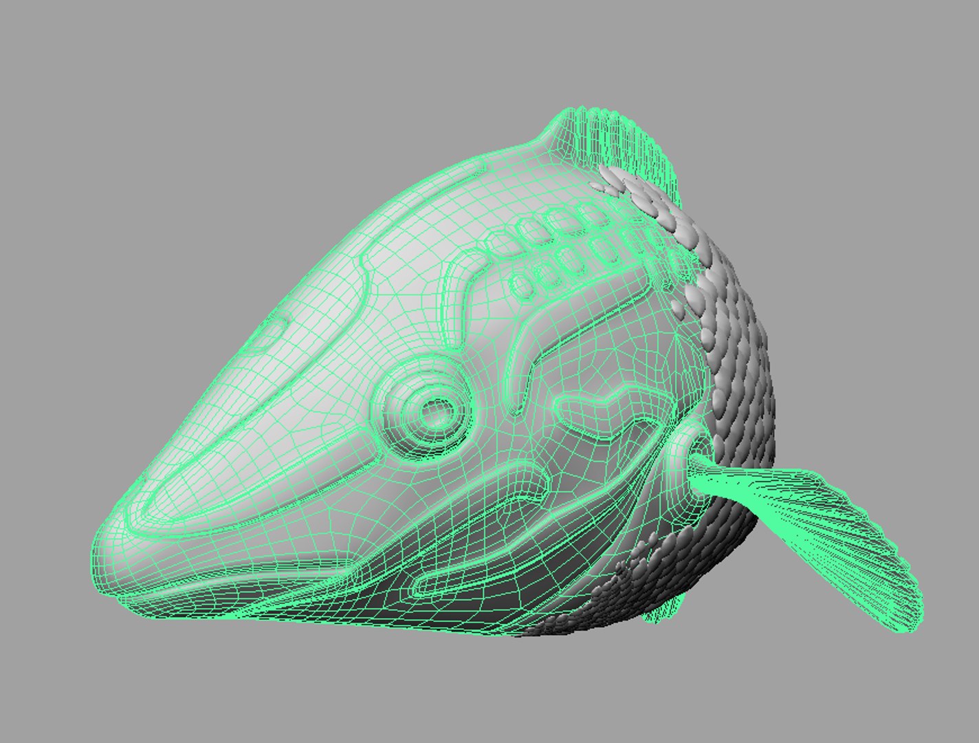 Free Obj Mode Checkerboard Wrasse Tropical Fish