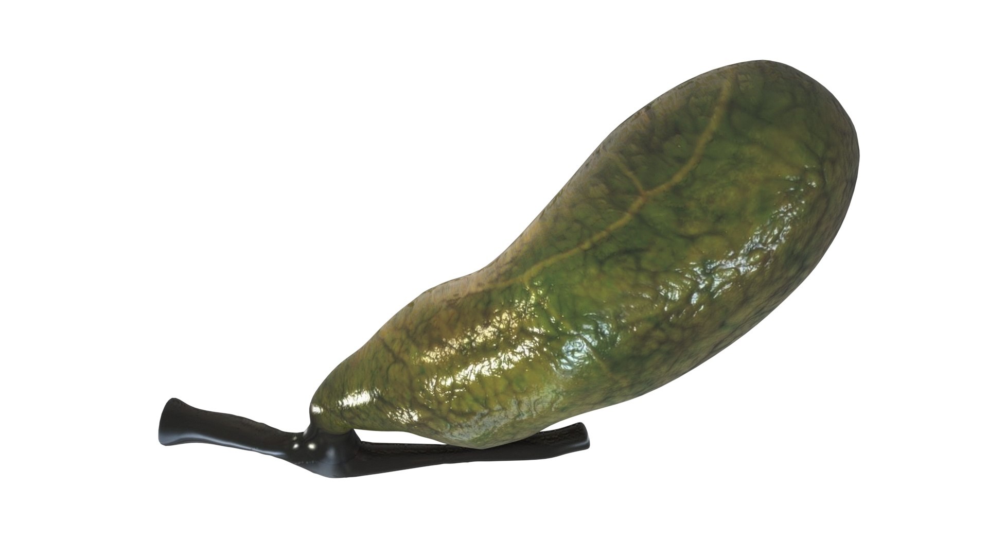 3D Gallbladder Model - TurboSquid 2267349