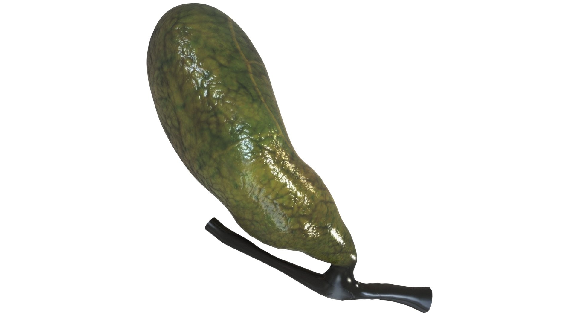 3D Gallbladder Model - TurboSquid 2267349