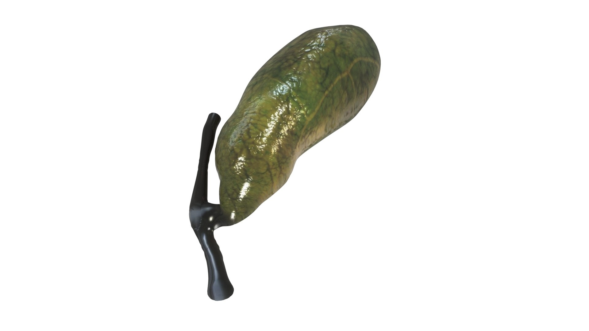 3D Gallbladder Model - TurboSquid 2267349