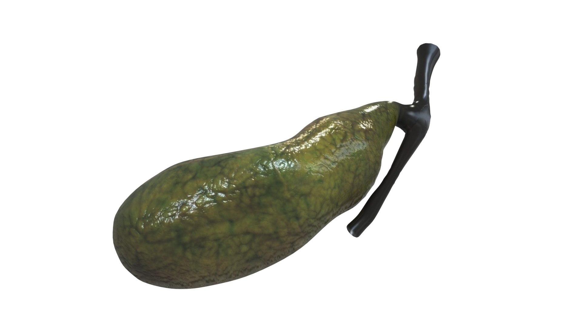 3D Gallbladder Model - TurboSquid 2267349