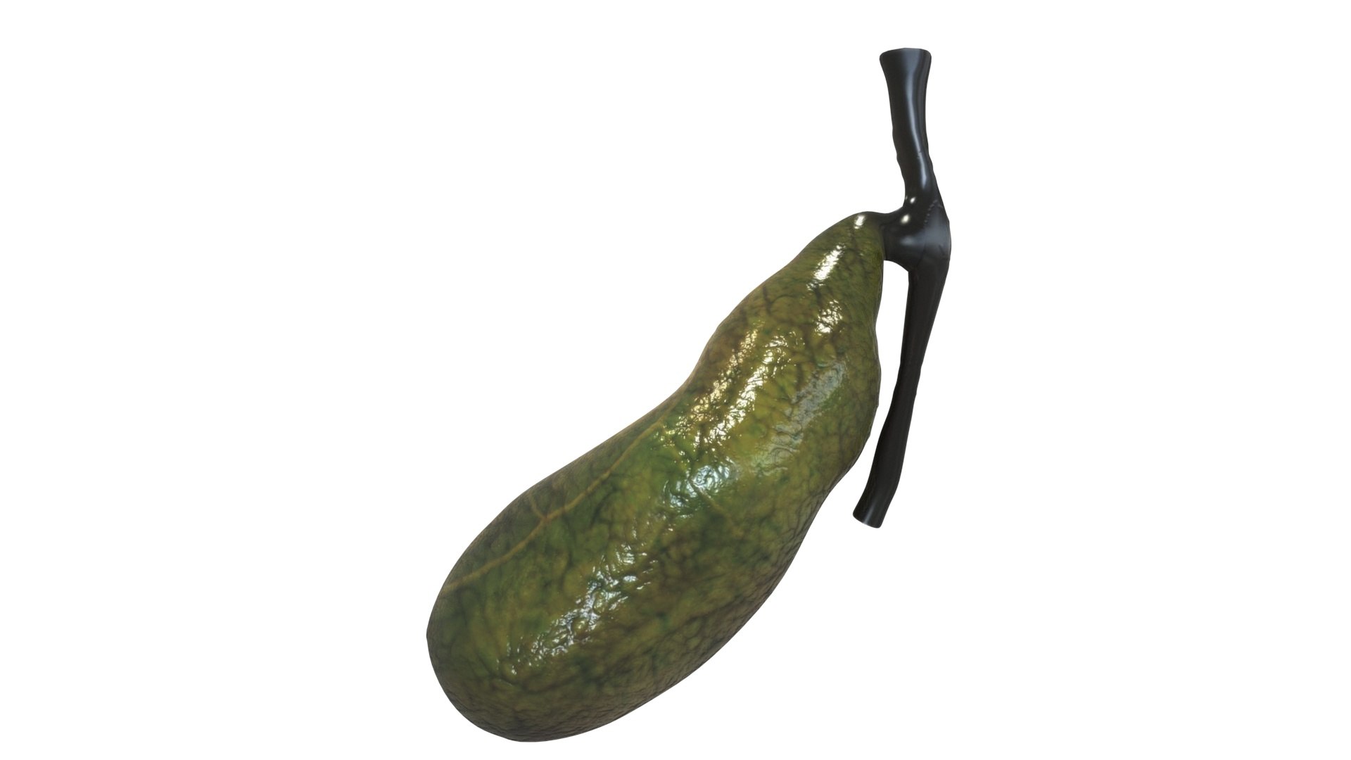 3D Gallbladder Model - TurboSquid 2267349