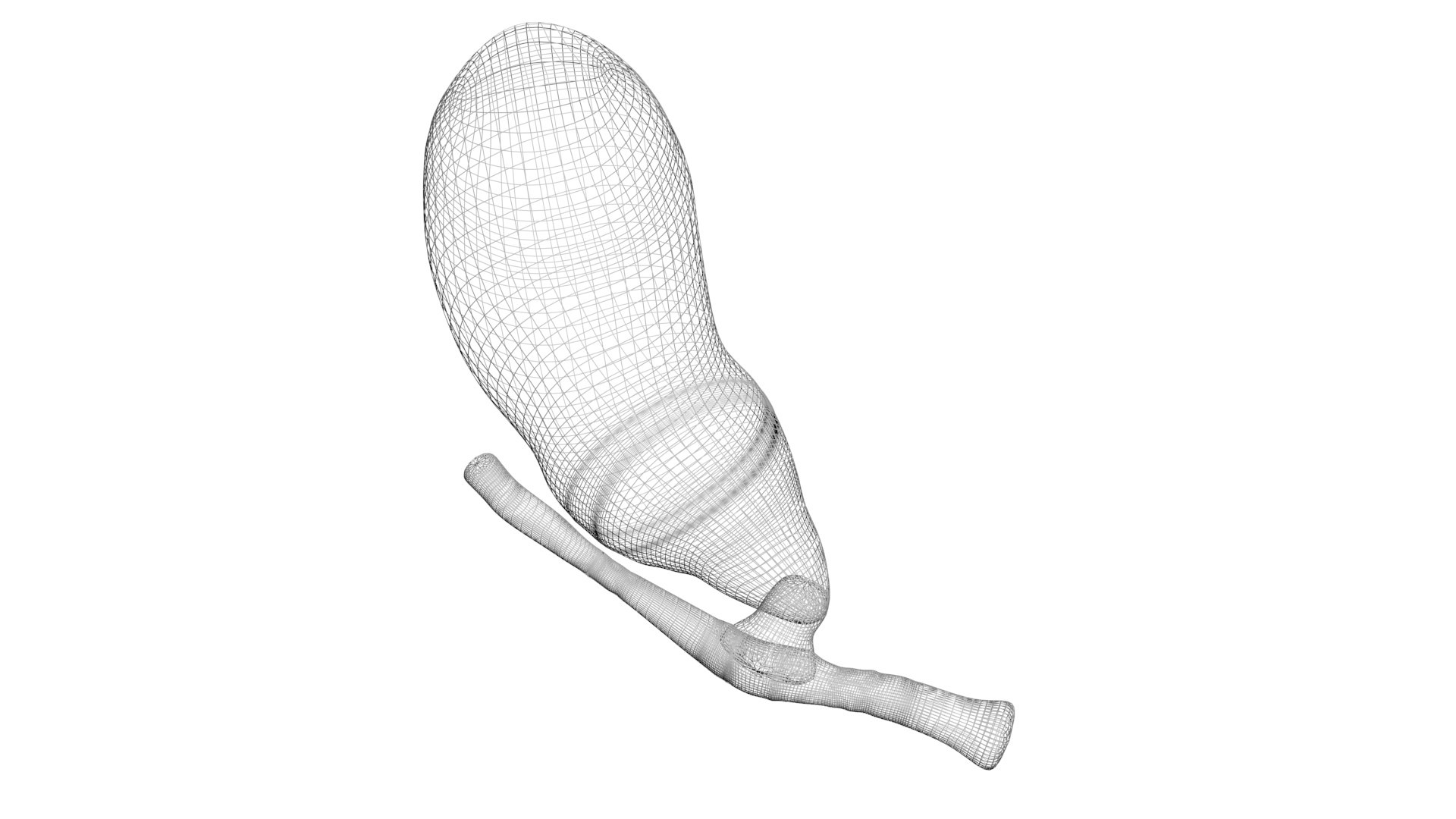 3D Gallbladder Model - TurboSquid 2267349