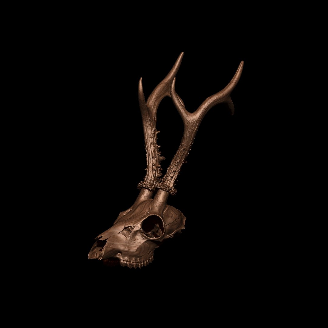 3d Model Male European Roe Deer