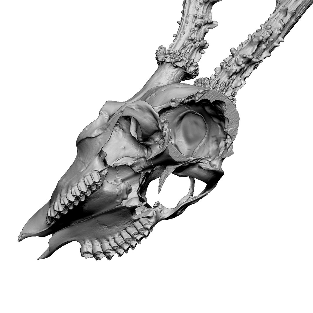 3d Model Male European Roe Deer