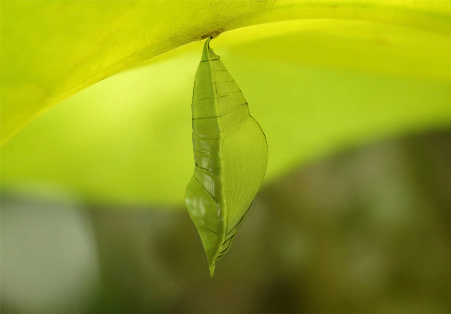 3D chrysalis model - TurboSquid 1304216