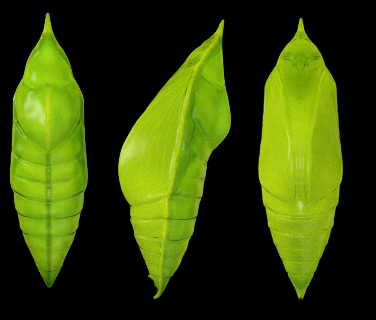 3D chrysalis model - TurboSquid 1304216