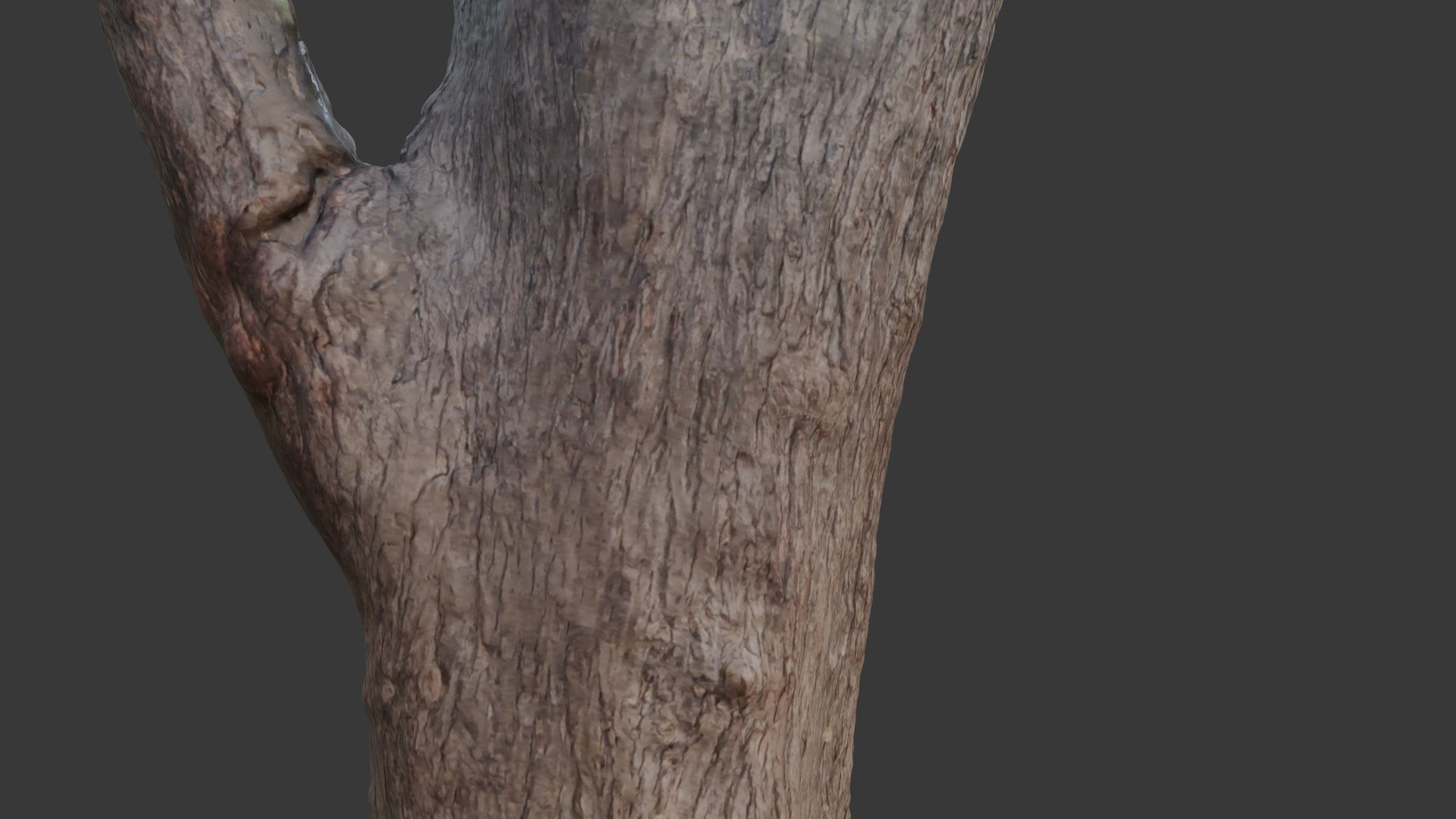 3D Model Tree Trunk Scan - TurboSquid 2386063