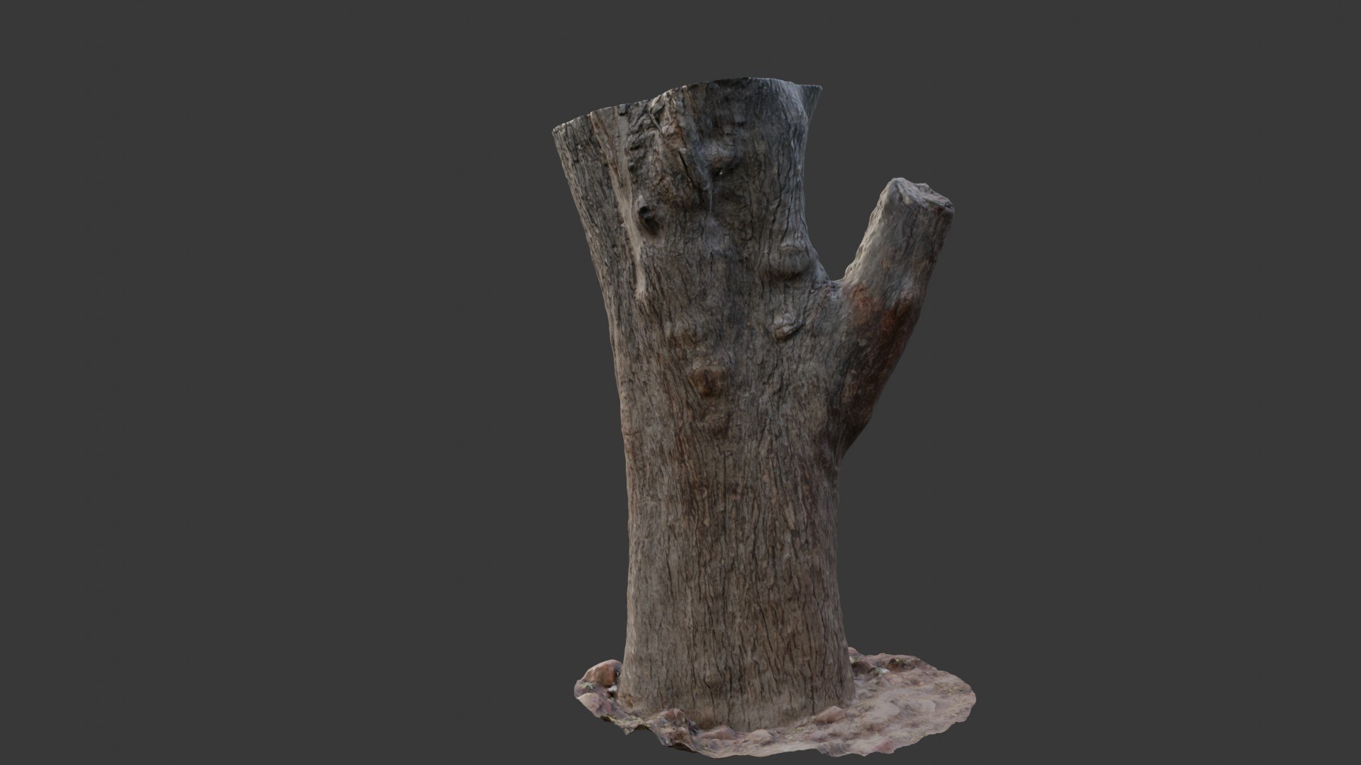 3D Model Tree Trunk Scan - TurboSquid 2386063