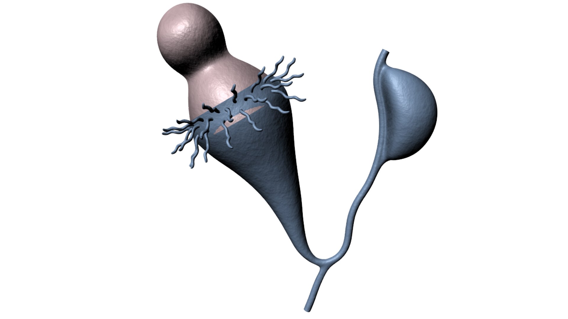 Flame Cell 3d Obj