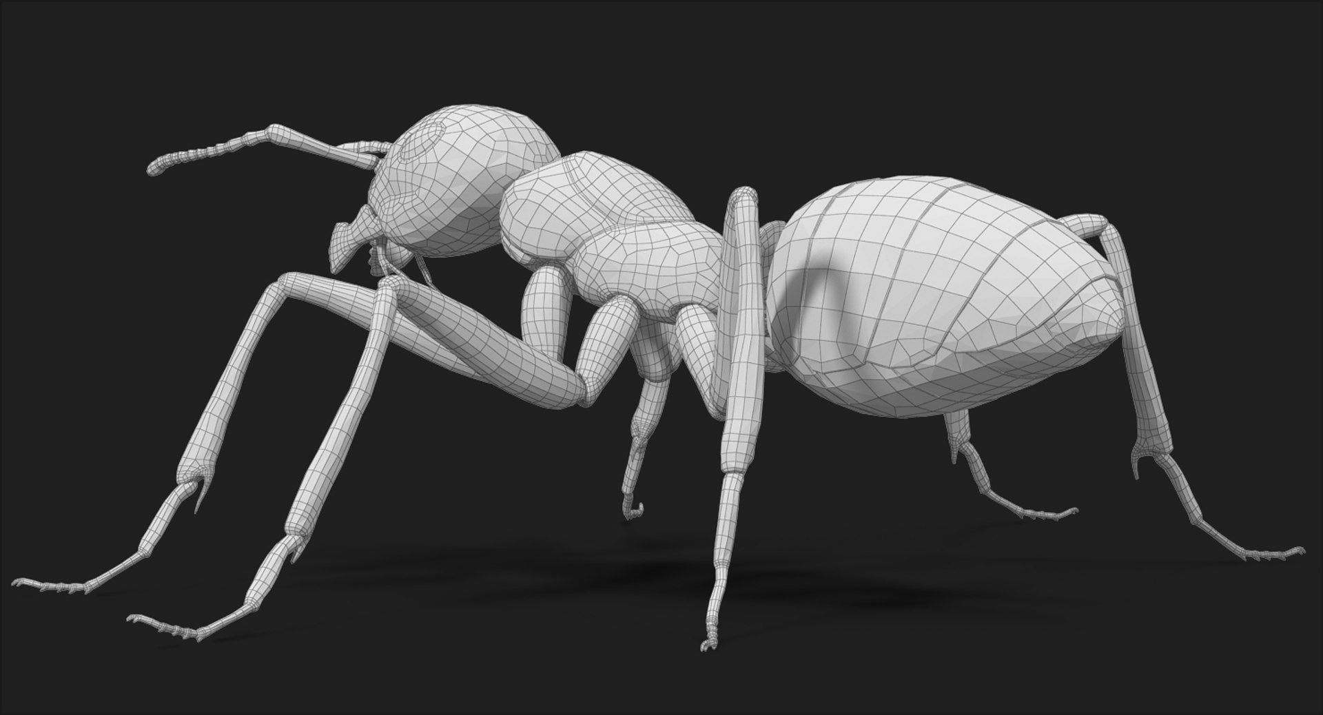 3d Ant Pose 3