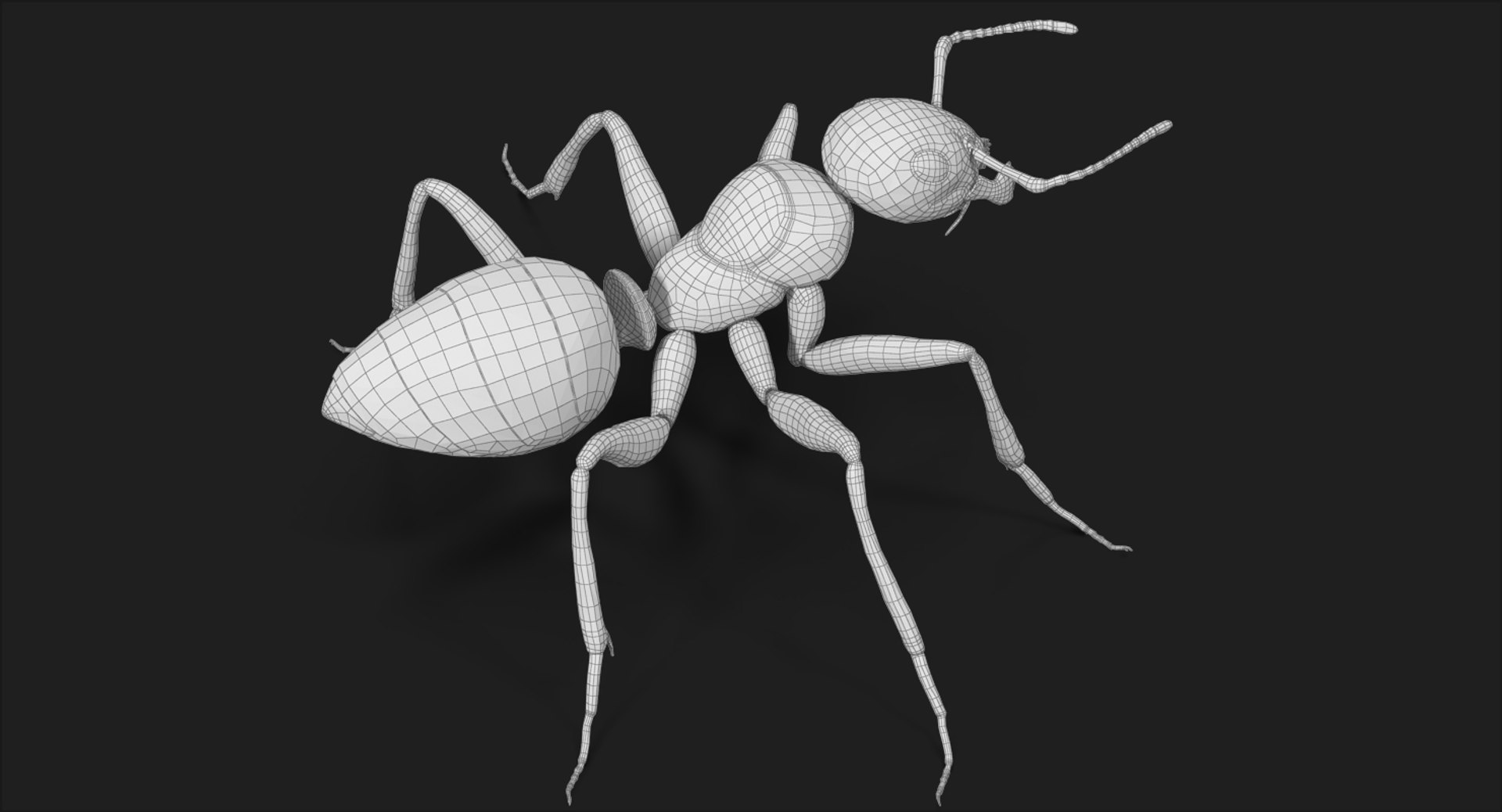 3d Ant Pose 3