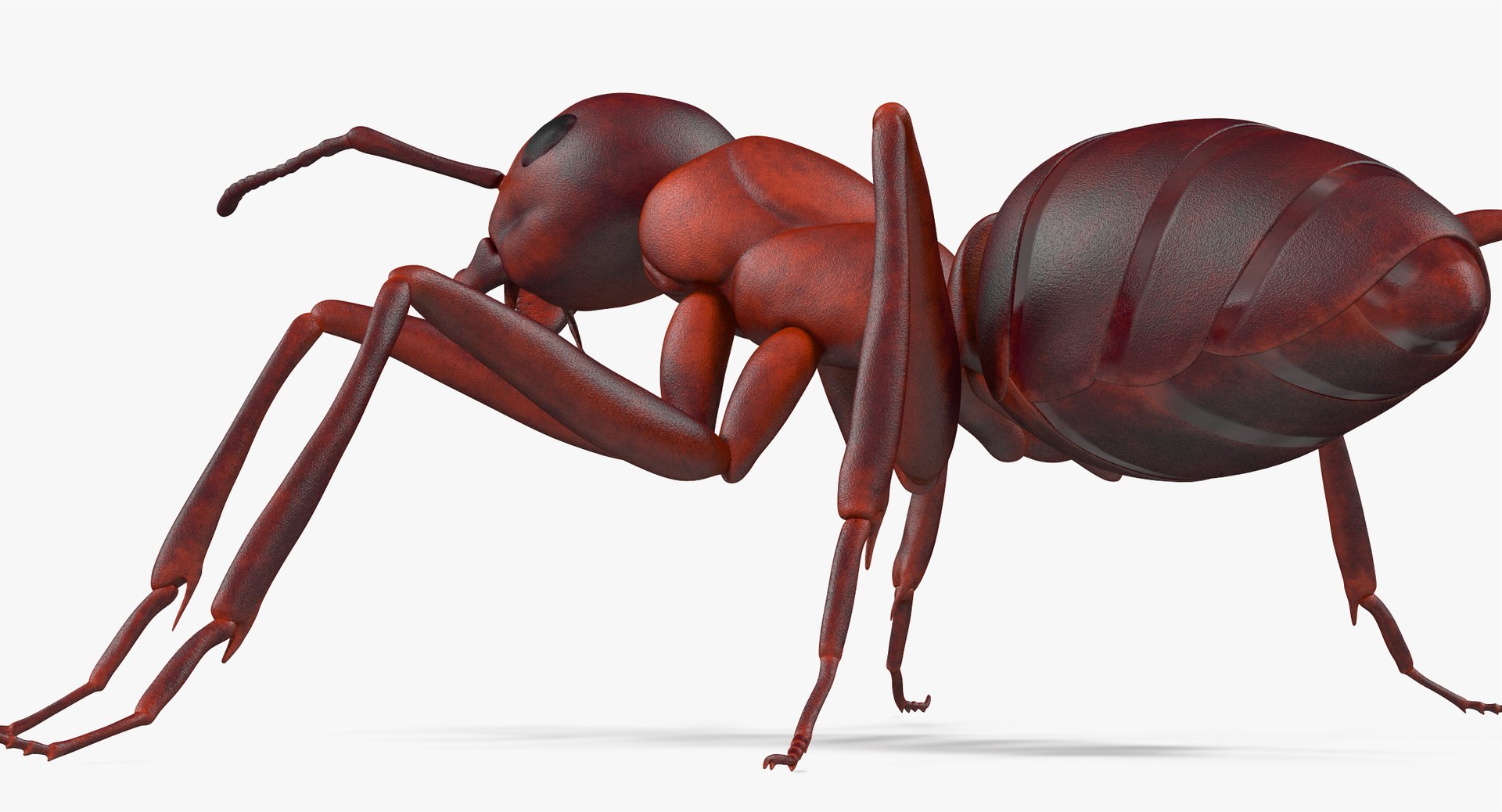 3d Ant Pose 3
