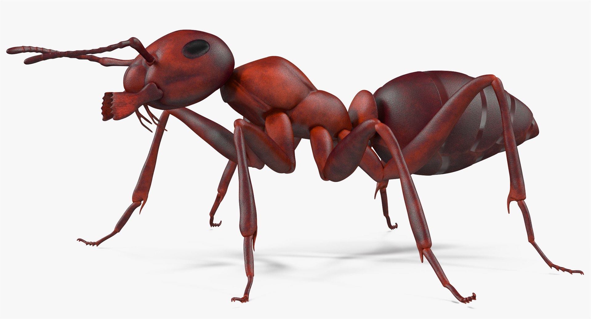 3d Ant Pose 3