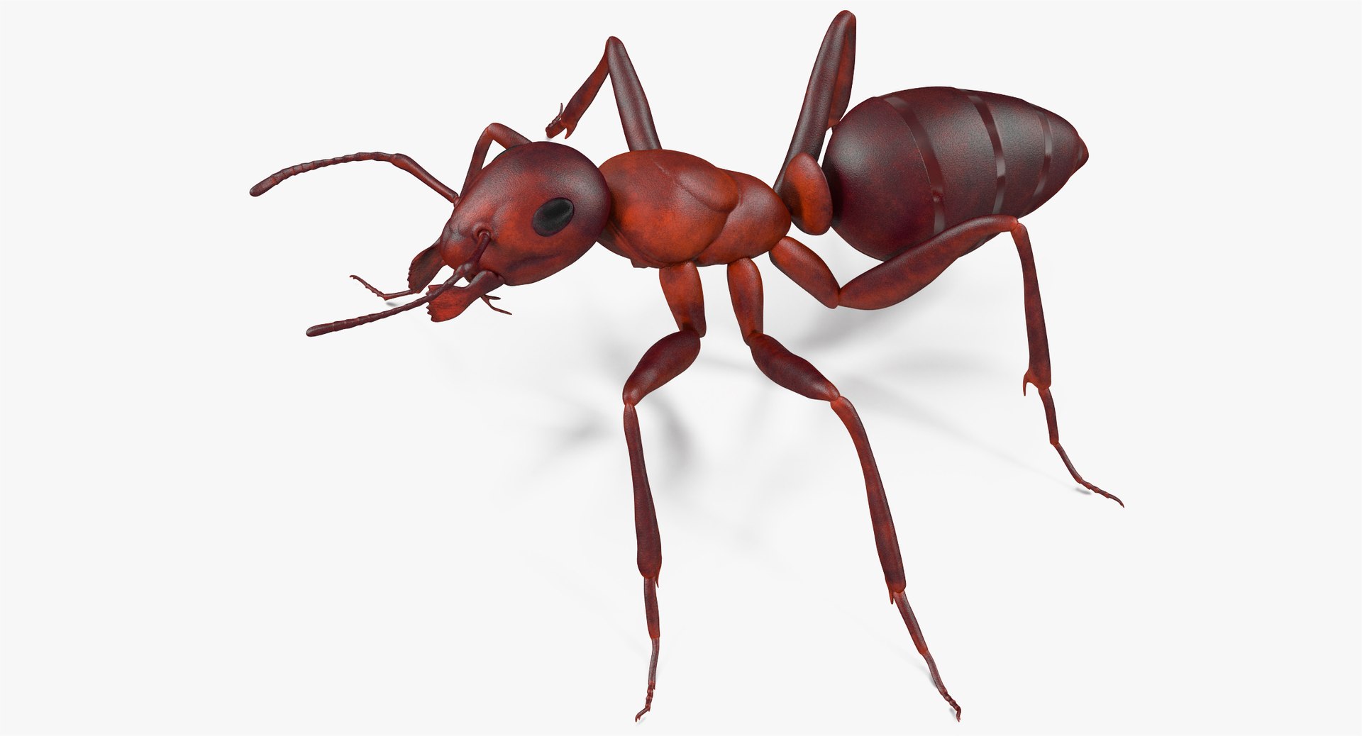 3d Ant Pose 3