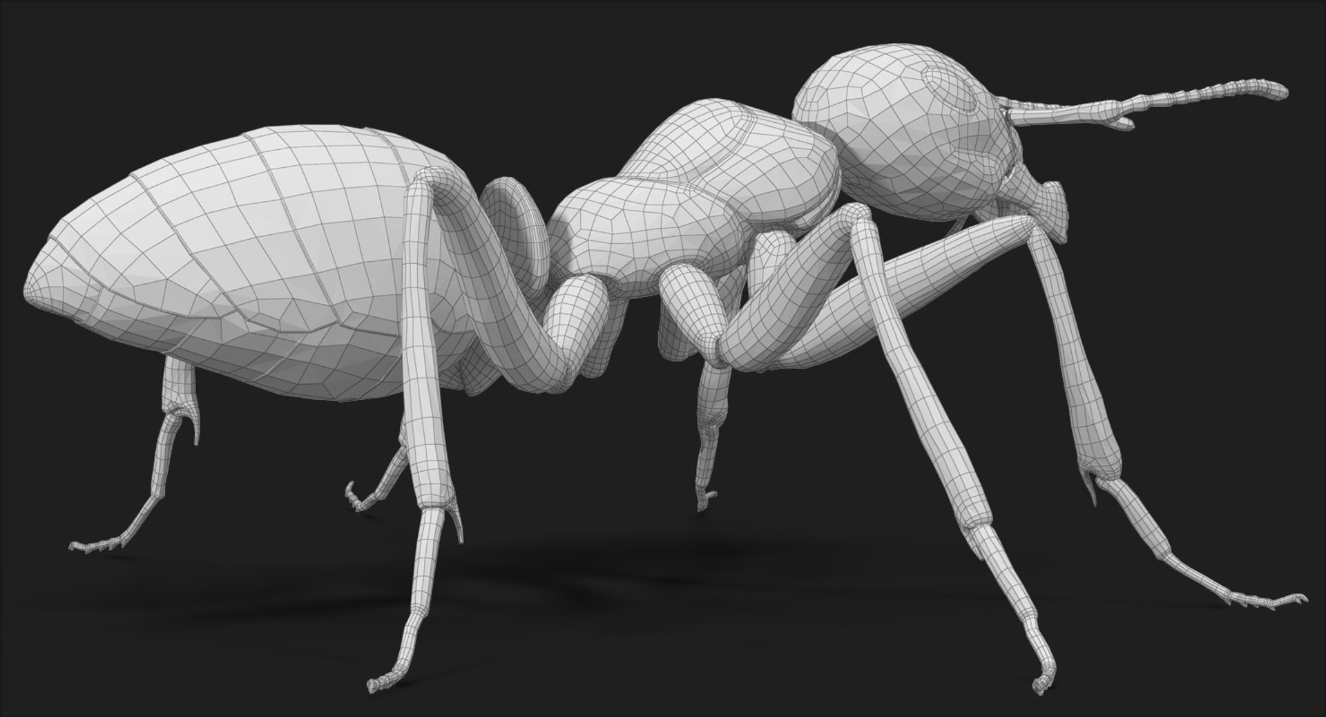 3d Ant Pose 3