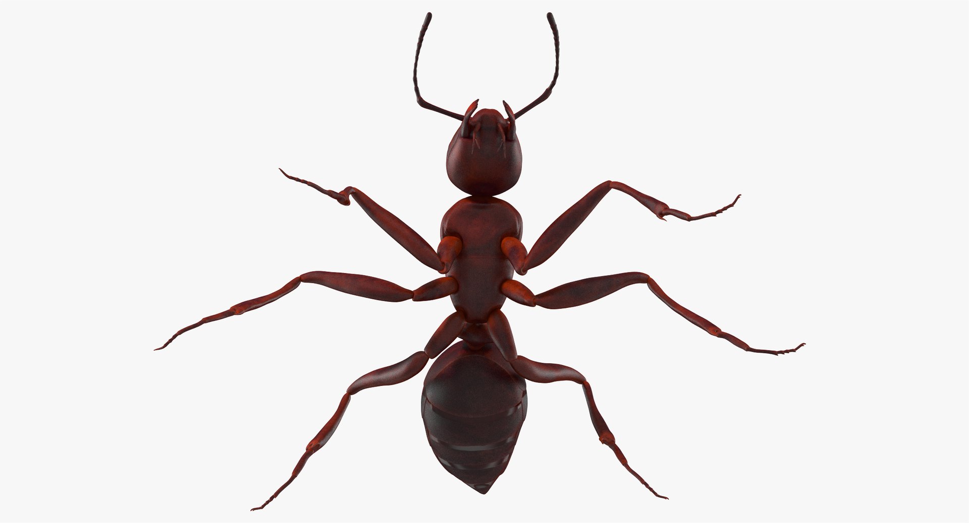 3d Ant Pose 3
