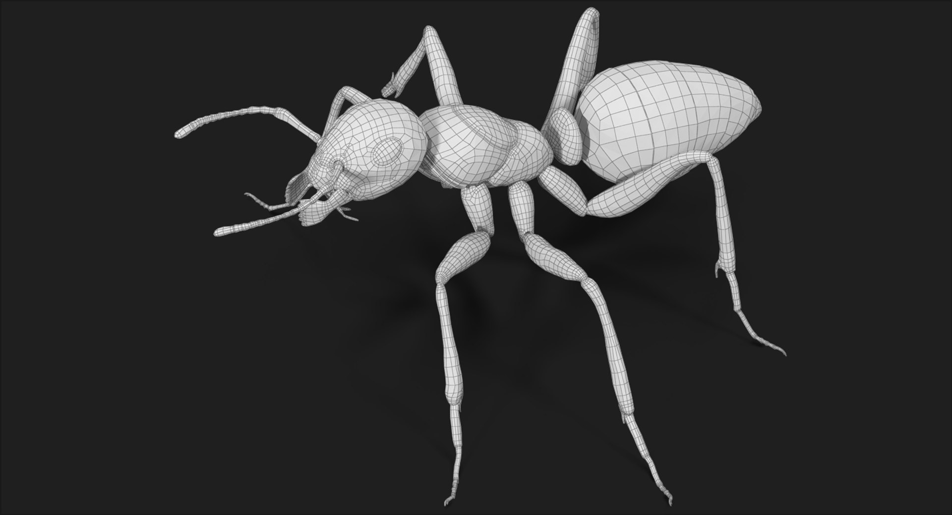 3d Ant Pose 3