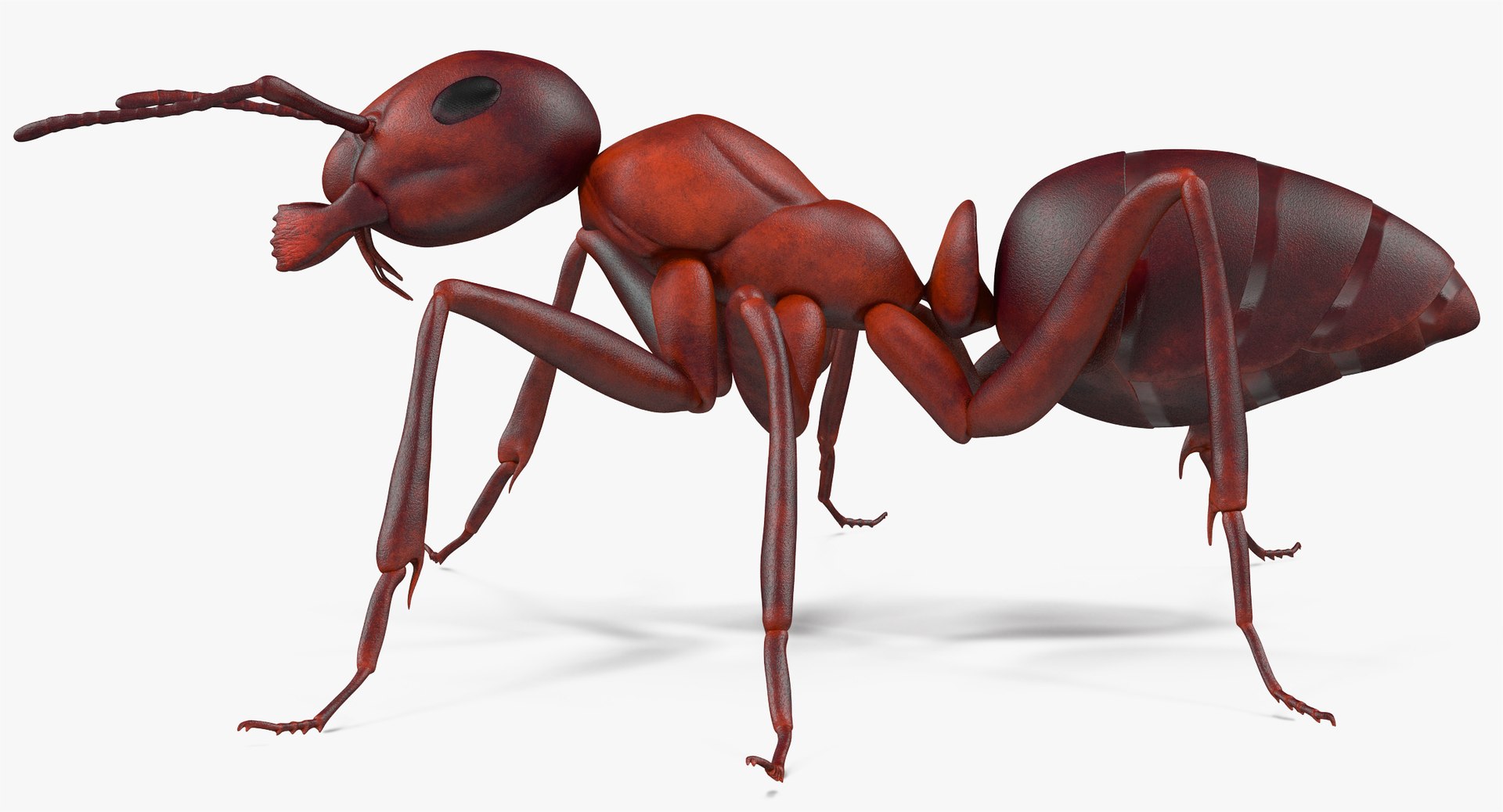 3d Ant Pose 3