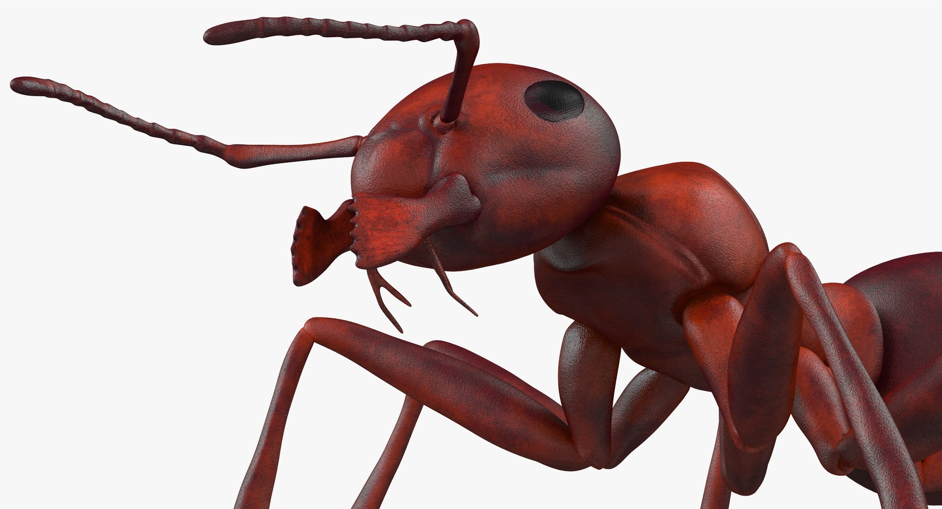 3d Ant Pose 3