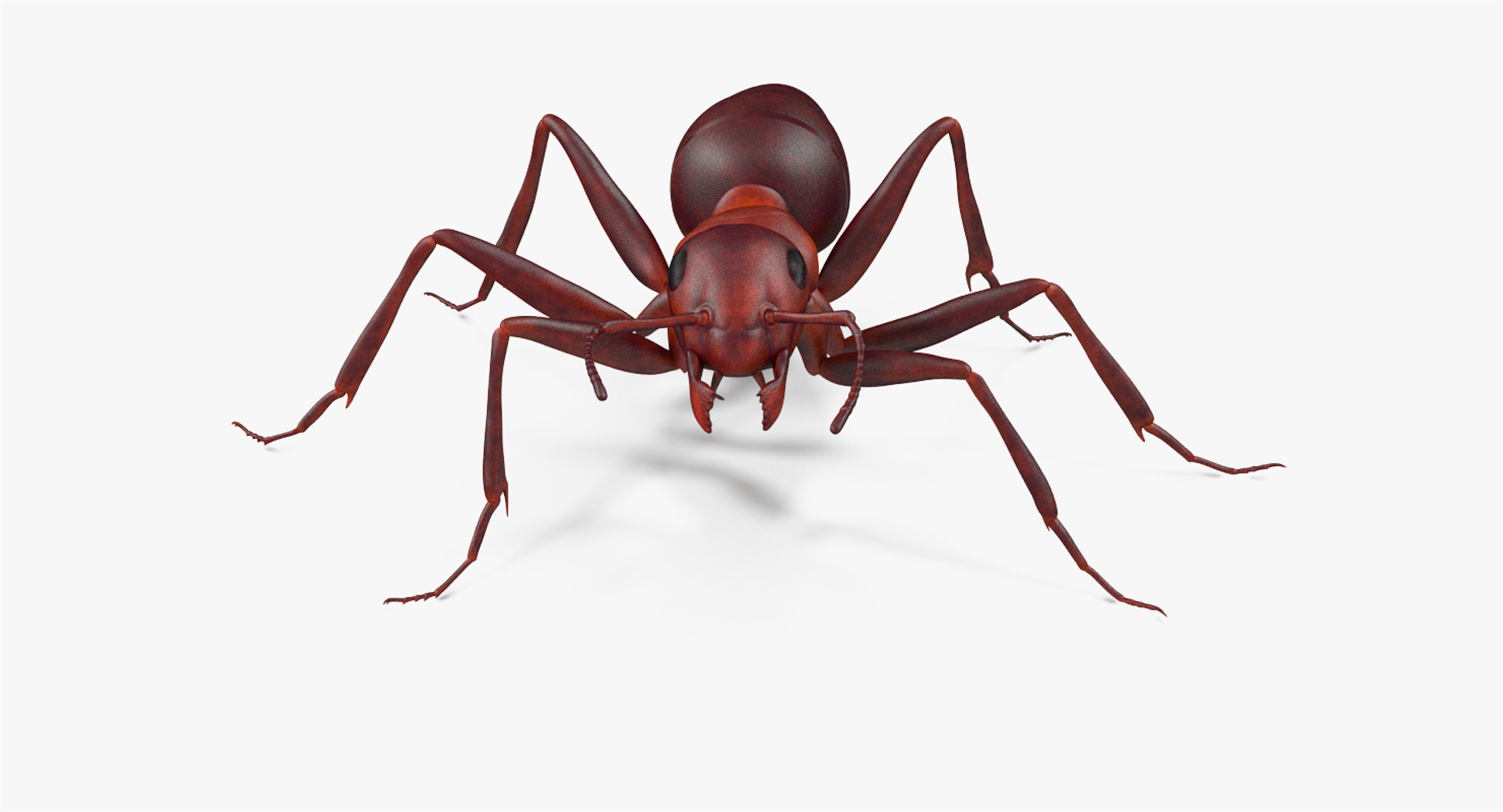 3d Ant Pose 3
