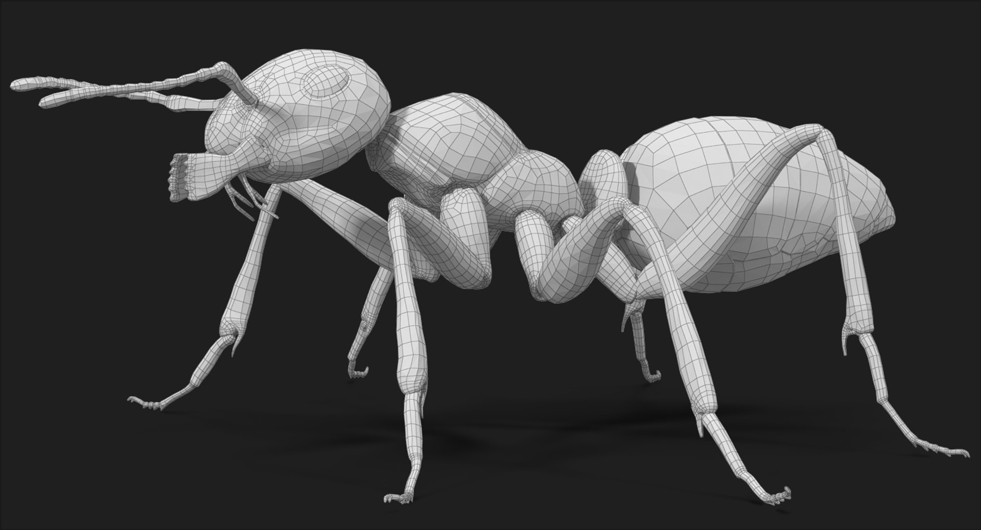 3d Ant Pose 3