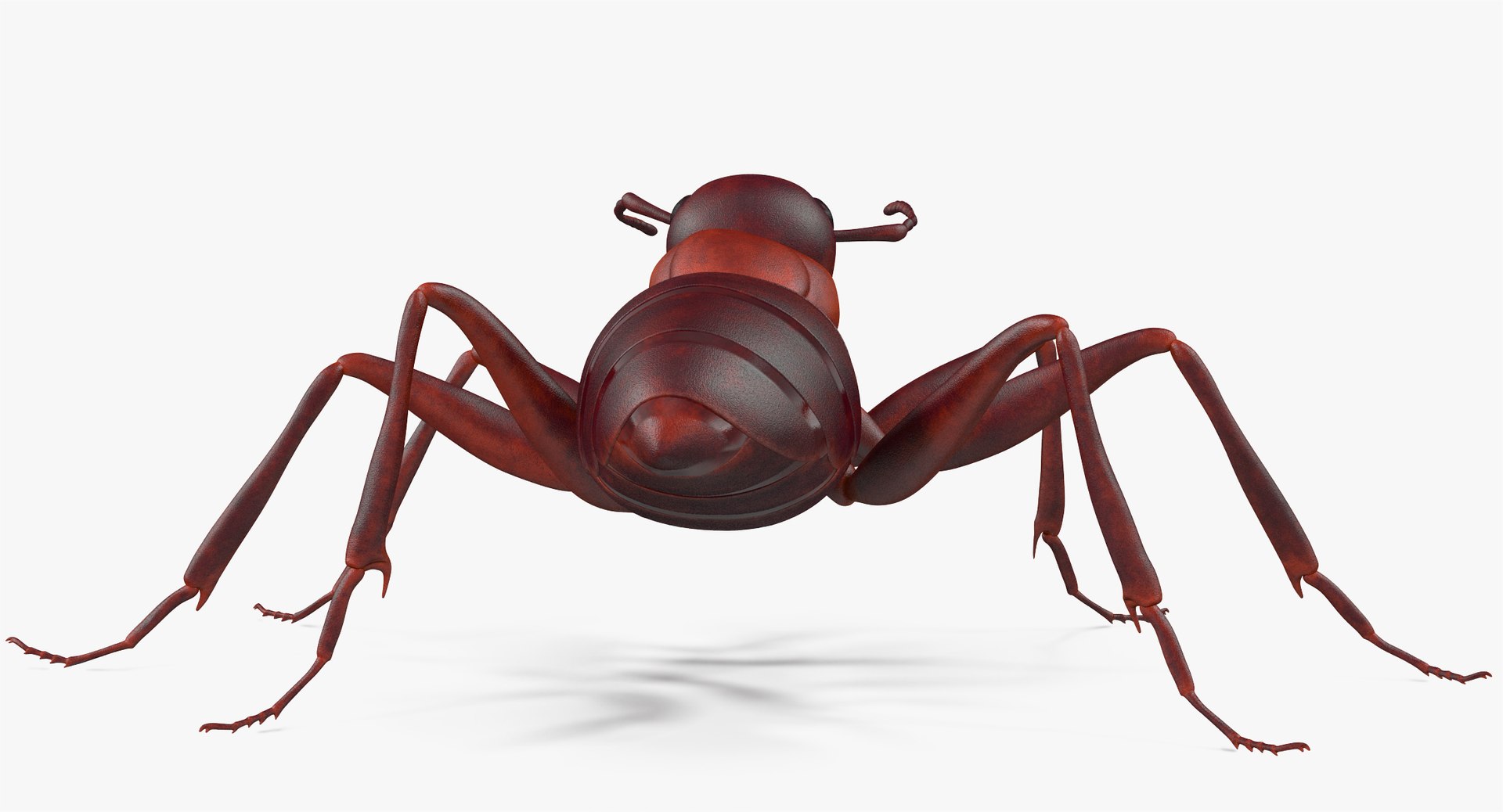 3d Ant Pose 3